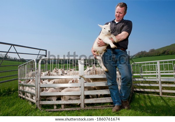 Middleaged Shepherd Holding Lamb While Standing Stock Photo (Edit Now ...