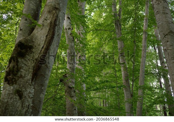 Mighty Deciduous Beech Trees Tree Trunks Stock Photo 2036865548 ...