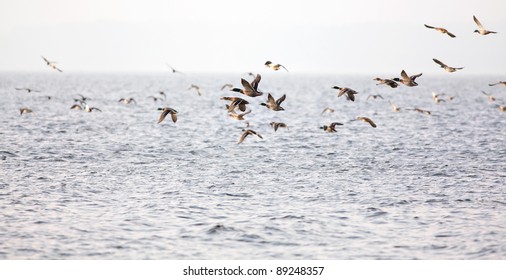 Migrating Ducks Stock Photo 89248357 | Shutterstock