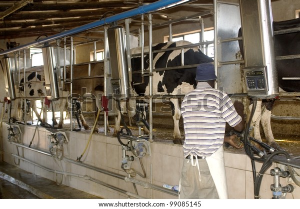 Milking Parlor Work Stock Photo 99085145 | Shutterstock