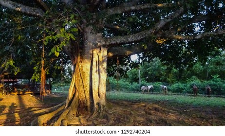Millenary Tree Stock Photo 1292740204 | Shutterstock