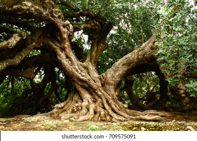Millennial Tree Stock Photo 709575091 | Shutterstock