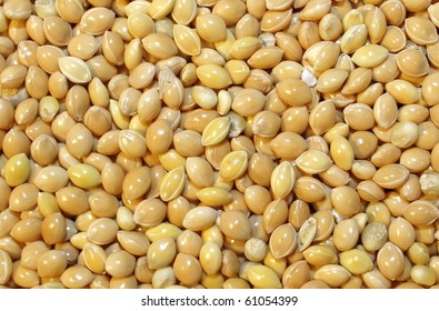 1,123 Canary millet seeds Images, Stock Photos & Vectors | Shutterstock