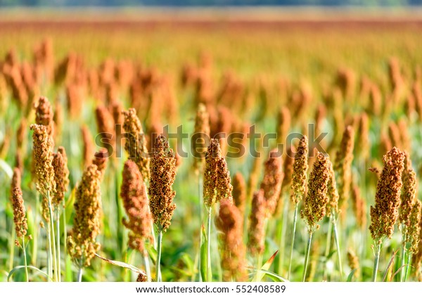 Millets Field Stock Photo 552408589 | Shutterstock