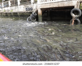 Millions Catfish Fish Floating On Surface Stock Photo 2186011237 ...