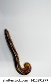 Man Holding Julida Order Millipedes Stock Photo (Edit Now) 1760145362