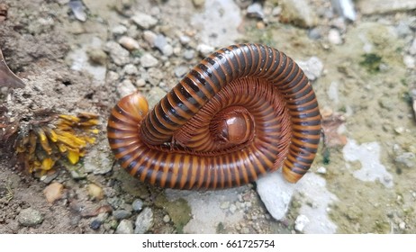 Closeup Top View Millipede On Cement Stock Photo 1068967280 | Shutterstock