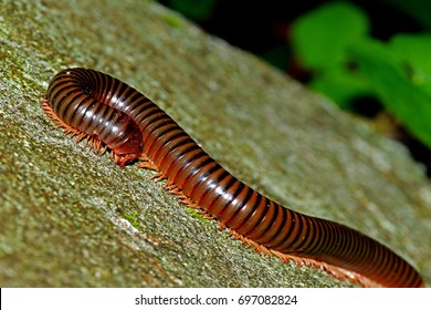 Millipede Stock Photo 697082824 | Shutterstock