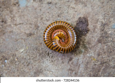 Young Yellow Millipede Makes Circle Protect 스톡 사진 457864810 | Shutterstock