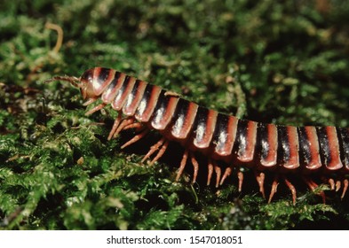 47 Julus Images, Stock Photos & Vectors | Shutterstock