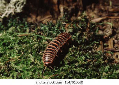 66 Thousand legger Images, Stock Photos & Vectors | Shutterstock