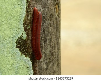 182 Millipede reproduction Images, Stock Photos & Vectors | Shutterstock