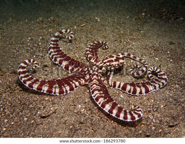 Mimic Octopus Stock Photo 186293780 | Shutterstock