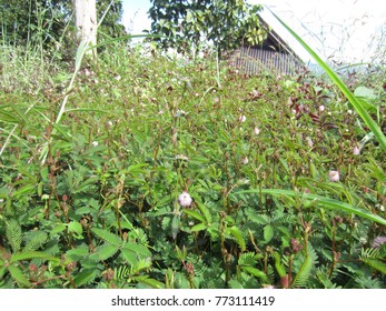 Mimosa Diplotricha Giant Sensitive Plan Stock Photo 773111419 ...