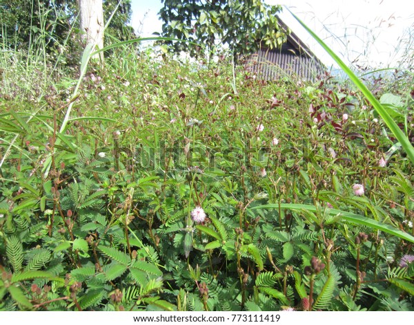 Mimosa Diplotricha Giant Sensitive Plan Stock Photo 773111419 ...