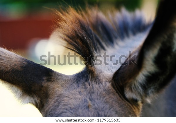 Mini Donkey Mane Shows Mohawk Style Stock Photo 1179515635 | Shutterstock