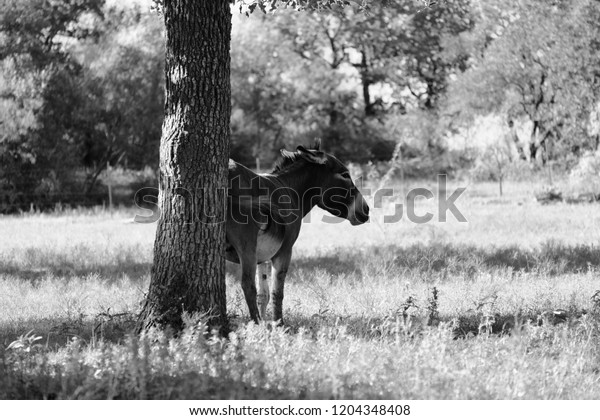 Mini Donkey Scratching Butt On Tree Stock Photo 1204348408 | Shutterstock