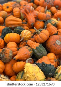 Mini Fall Pumpkins Stock Photo 1253271670 | Shutterstock