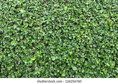 Mini Leaf Texture Background Stock Photo 126256760 | Shutterstock