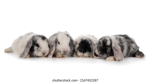 Mini Lops Front White Background Stock Photo 2167452187 | Shutterstock