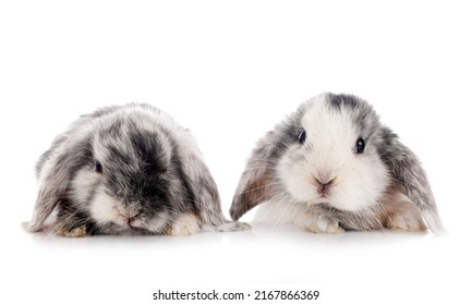 Mini Lops Front White Background Stock Photo 2167866369 | Shutterstock