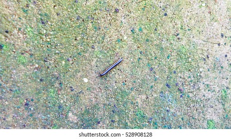 Mini Millipede Stock Photo 528908128 | Shutterstock