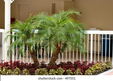 Mini Palm Trees Stock Photo 497551 | Shutterstock