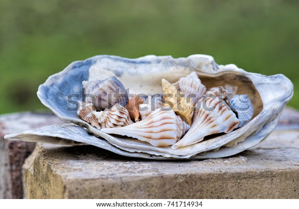Mini Seashells Inside Oyster Shell Holly Stock Photo 741714934 ...