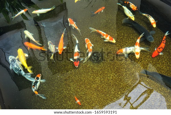 Minimalist Koi Fish Pond Rectangular Shaped Stock Photo 1659593191 ...