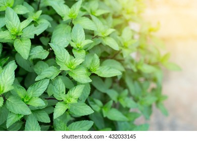 12 Marshmint Images, Stock Photos & Vectors | Shutterstock