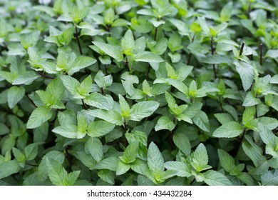 12 Marshmint Images, Stock Photos & Vectors | Shutterstock