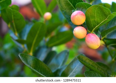 1,100 Miracle Fruit Tree Images, Stock Photos & Vectors | Shutterstock