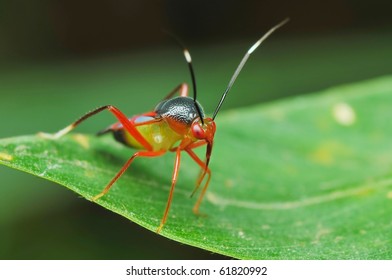 86 Grass mirid Images, Stock Photos & Vectors | Shutterstock