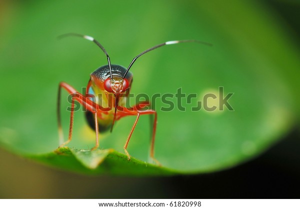 Mirid Bug Stock Photo (Edit Now) 61820998
