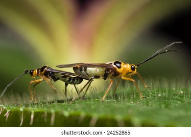 86 Grass mirid Images, Stock Photos & Vectors | Shutterstock