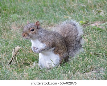 222 Mischievous squirrel Images, Stock Photos & Vectors | Shutterstock