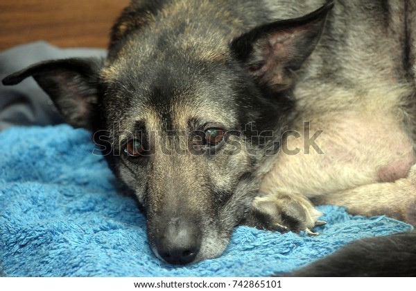 Miserable Dog Stock Photo (Edit Now) 742865101