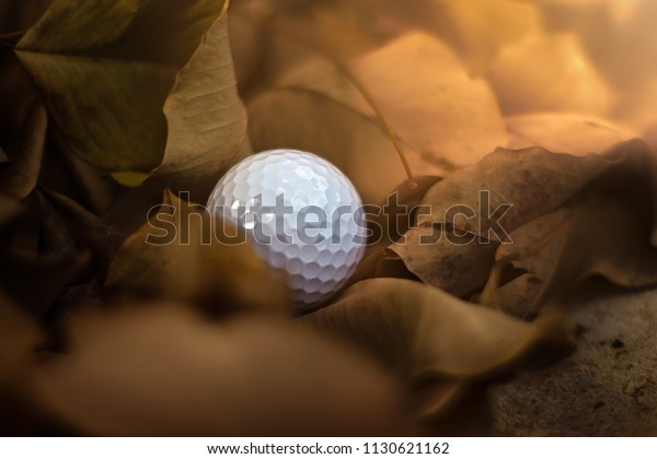 Missing Lost Golf Ball Rough Hazard 스톡 사진(지금 편집) 1130621162