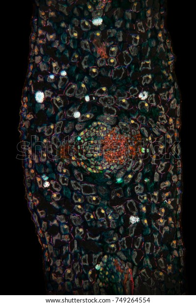 Mistletoe Leaf Crosssection Enlarged Stock Photo (Edit Now) 749264554