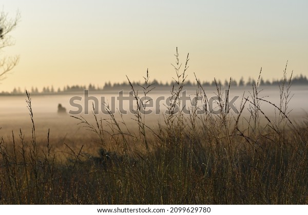 Misty Grass Fields Trees Stock Photo 2099629780 | Shutterstock