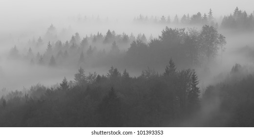 Foggy Forest Gloomy Landscape Stock Photo (Edit Now) 431158630
