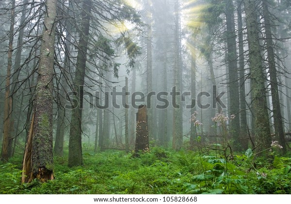 Misty Pine Tree Forest Stock Photo 105828668 | Shutterstock