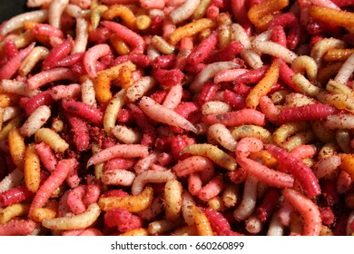 272件の「Mixed maggots」の画像、写真素材、ベクター画像 | Shutterstock