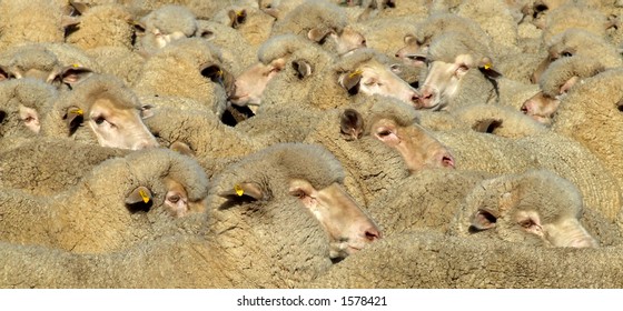 1,458 Australian Merino Sheep Images, Stock Photos & Vectors | Shutterstock 1,458 Australian Merino Sheep Images, Stock Photos & Vectors | Shutterstock
