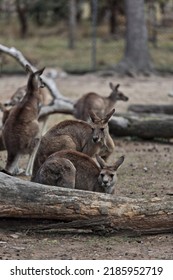 686 Kangaroo mob Images, Stock Photos & Vectors | Shutterstock