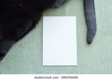 292 Cat rectangle card Images, Stock Photos & Vectors | Shutterstock