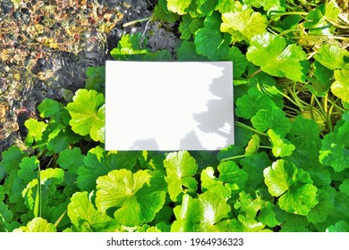 Mockup Blank Rectangular Title Frame On Stock Photo 1964936323 ...