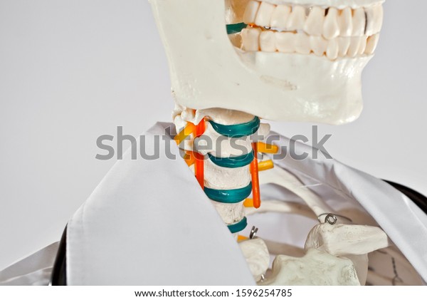 Mockup Human Skeleton Skeleton Study Anatomy Stock Photo 1596254785 ...