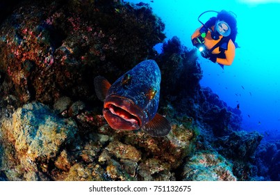 137 imágenes de Mero fish - Imágenes, fotos y vectores de stock ...