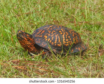 Model Box Turtle Stock Photo 1316545256 | Shutterstock